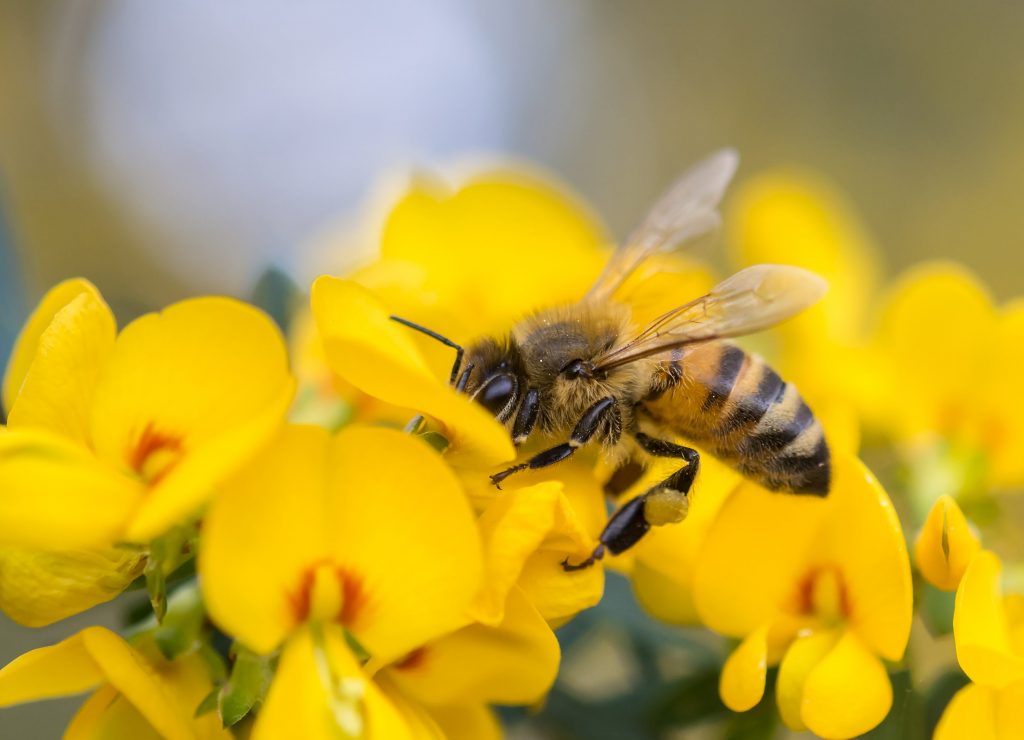 Le api riconoscono i fiori a vista utilizzando gli schemi e non solo i ...