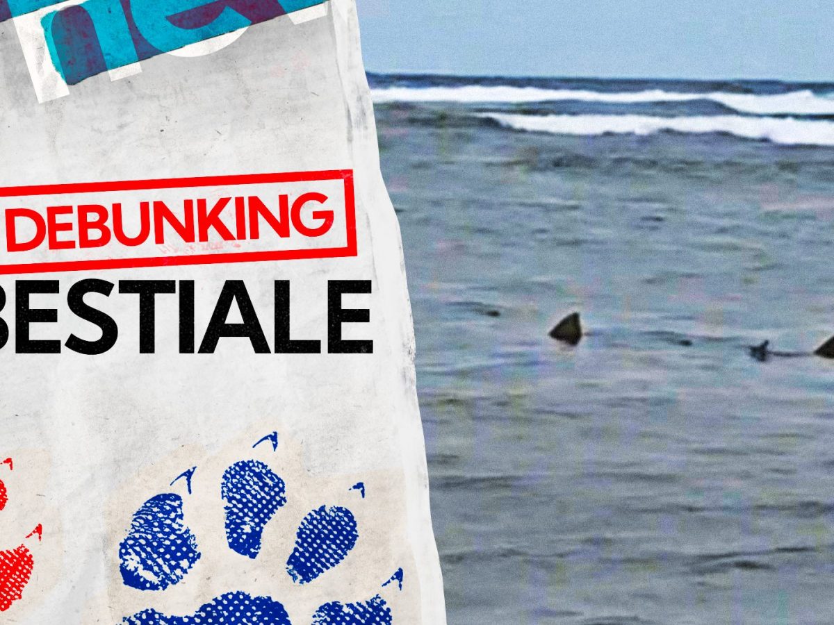 Due squali verdesche avvistati in Puglia a due passi dalla riva: ma il ...