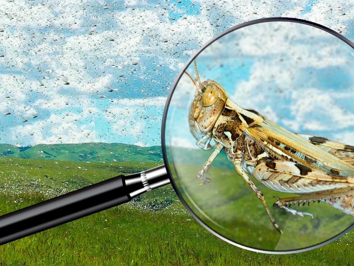 Invasione di cavallette in Sardegna: piaga biblica o crisi climatica?