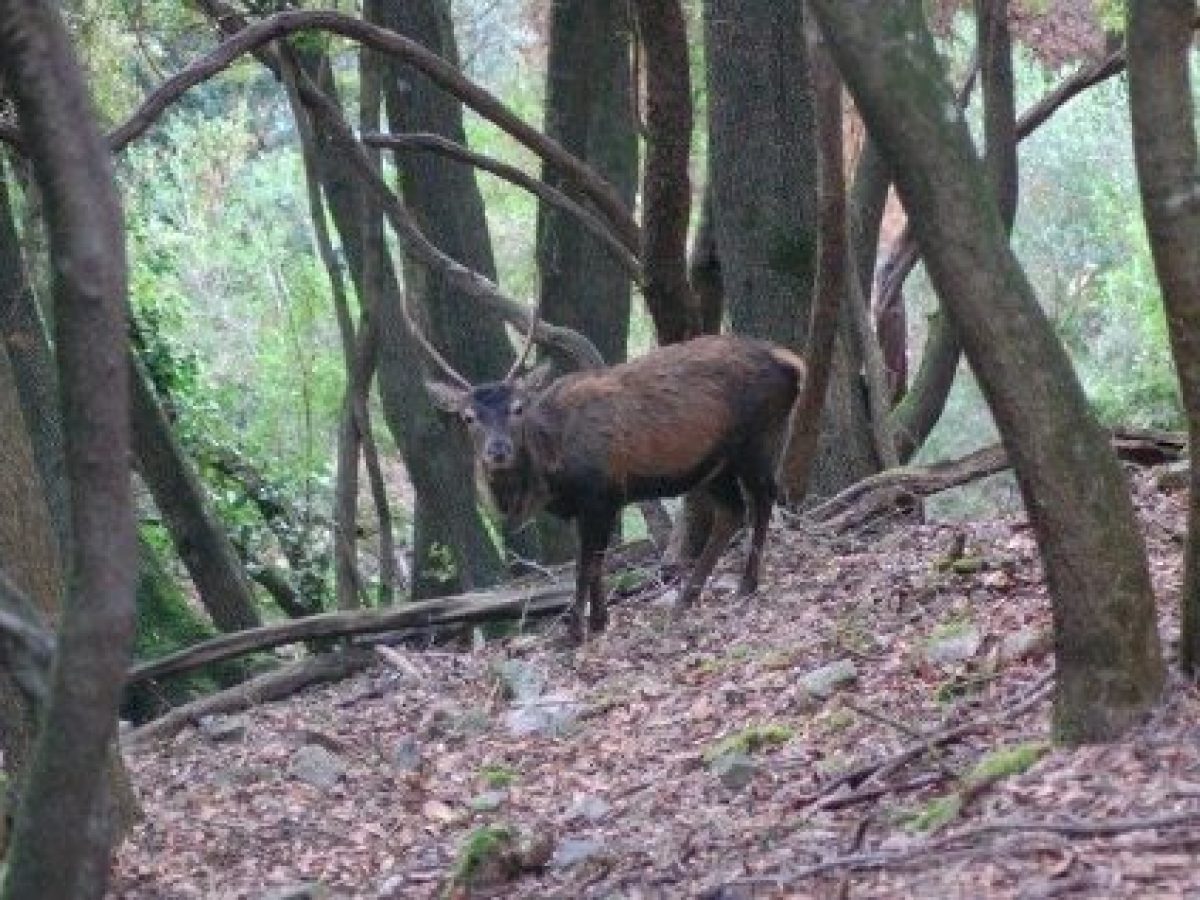 Cervo sardo: in un mese 60 mila firme per evitarne gli abbattimenti