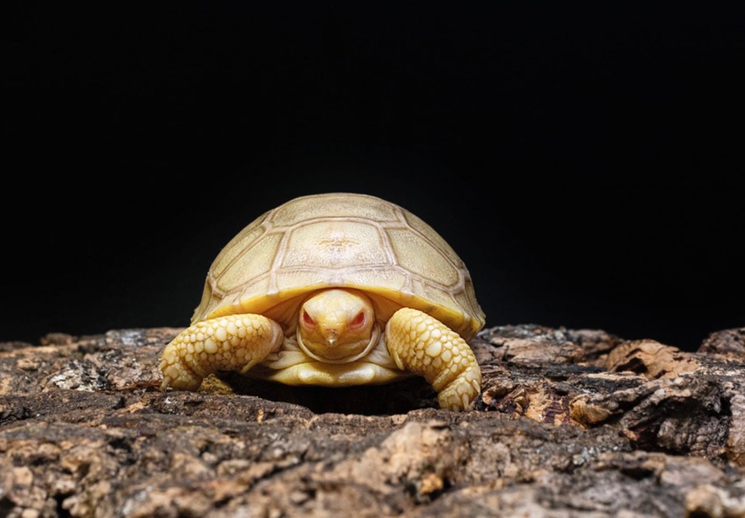 Tartaruga gigante albina nata in cattività in uno zoo svizzero: primo ...