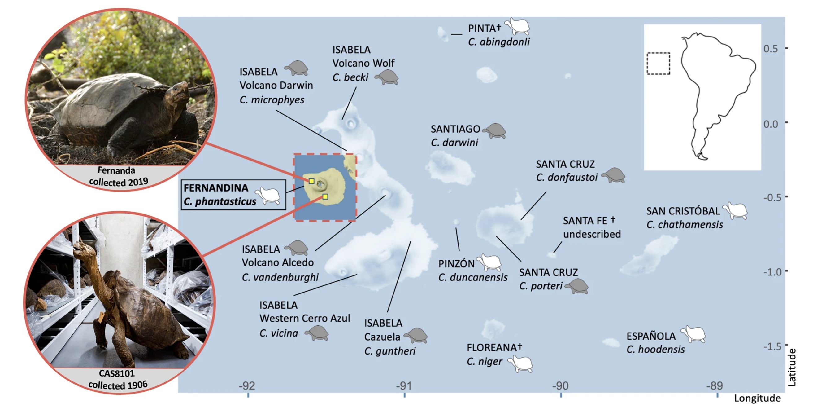 Grazie al DNA sappiamo chi è davvero la testuggine gigante Fernandina