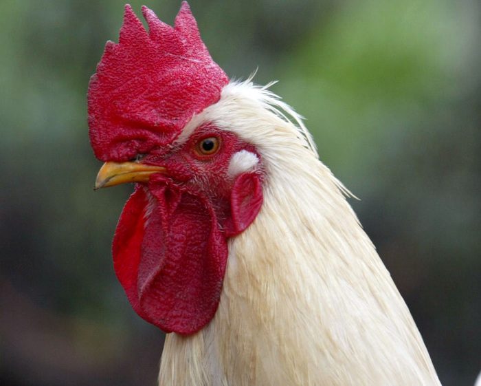 La storia del gallo Garibadi: tra parodia e dramma