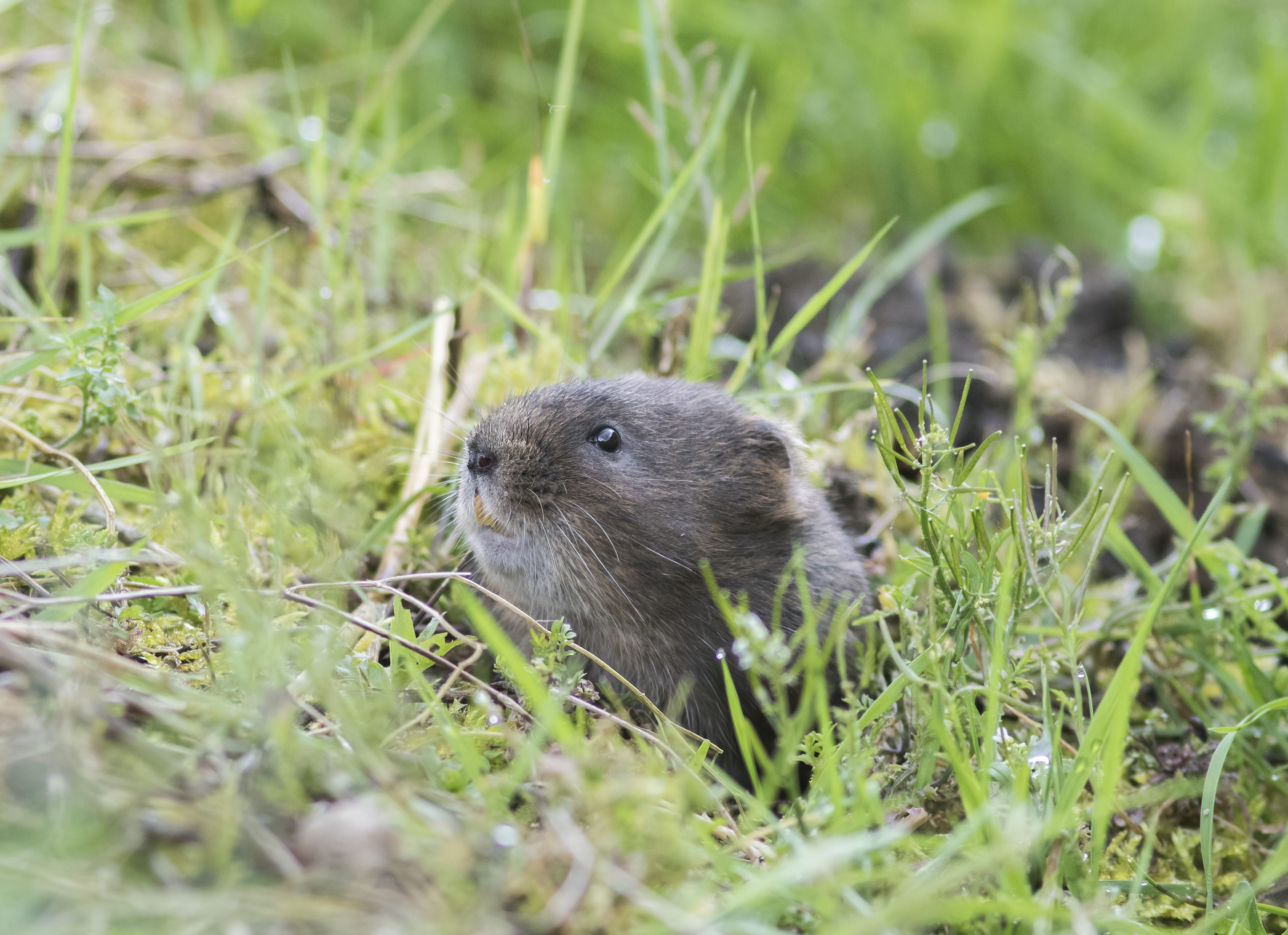 La moria di topi in Friuli e Veneto non è dovuta all'hantavirus