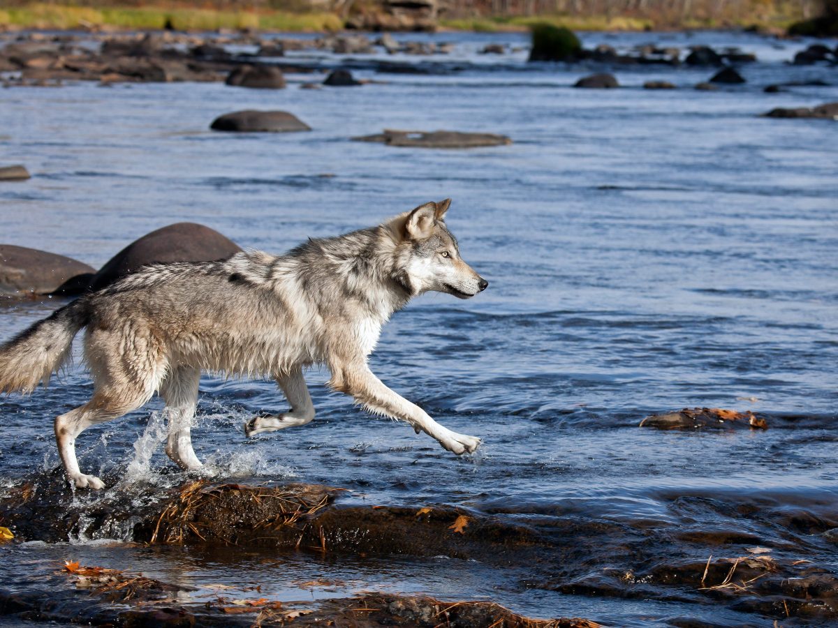 Come le diverse personalità dei lupi modificano l'ambiente in cui vivono