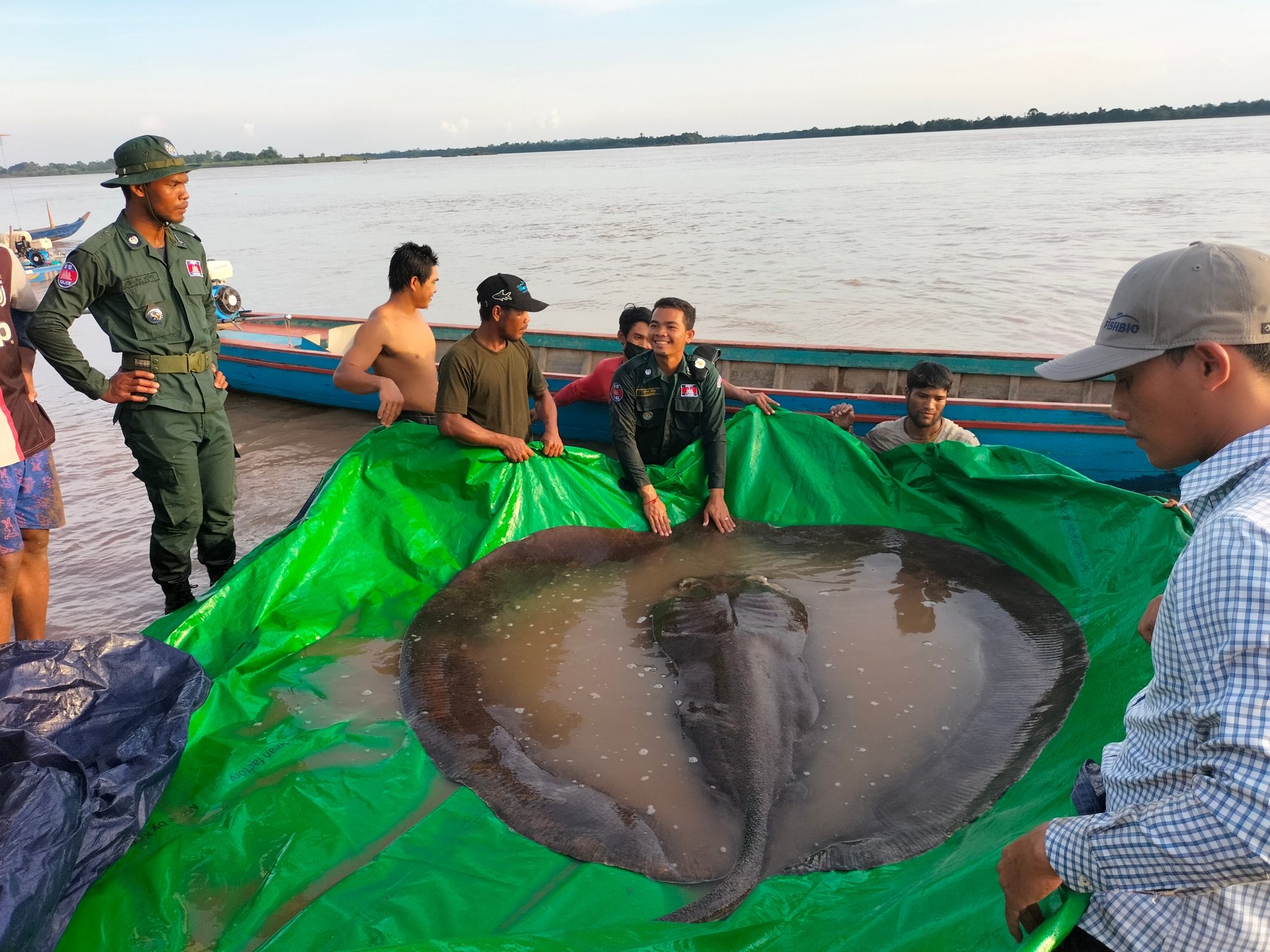Pastinaca gigante da 300 kg trovata nel Mekong: è il pesce d'acqua ...