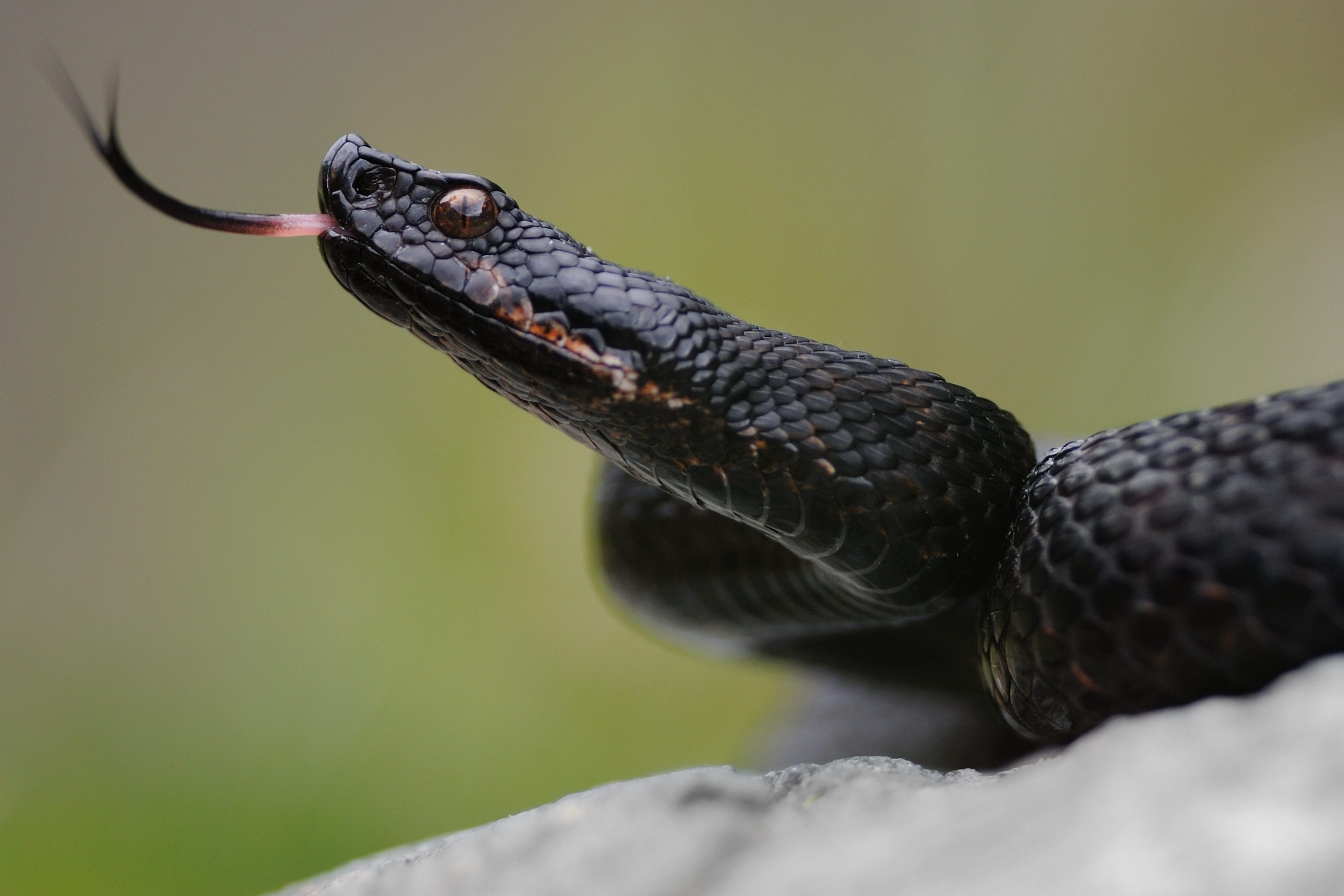 Cosa fare se il cane viene morso da una vipera