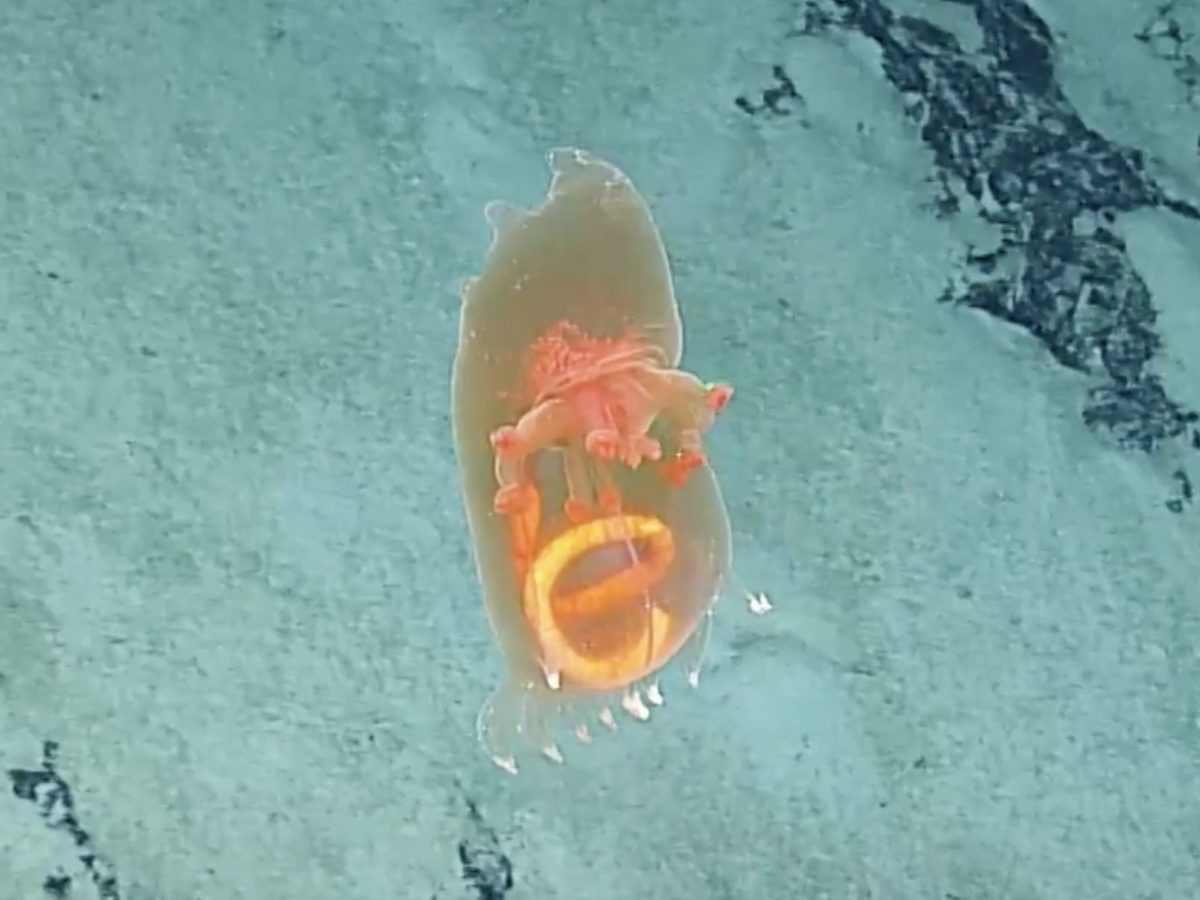 Il video della scoperta di una nuova specie di cetriolo di mare negli ...
