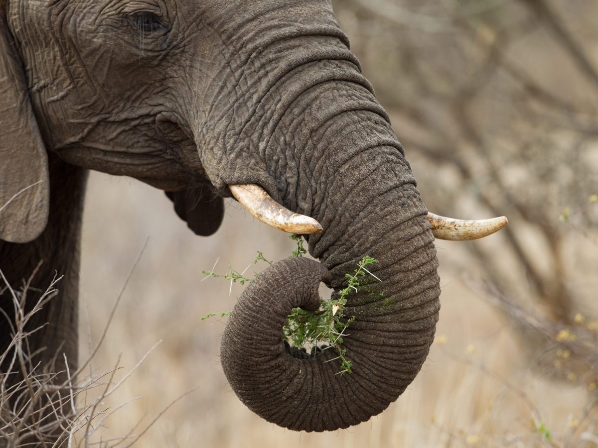 Il segreto della forza e dell'agilità della proboscide degli elefanti è ...