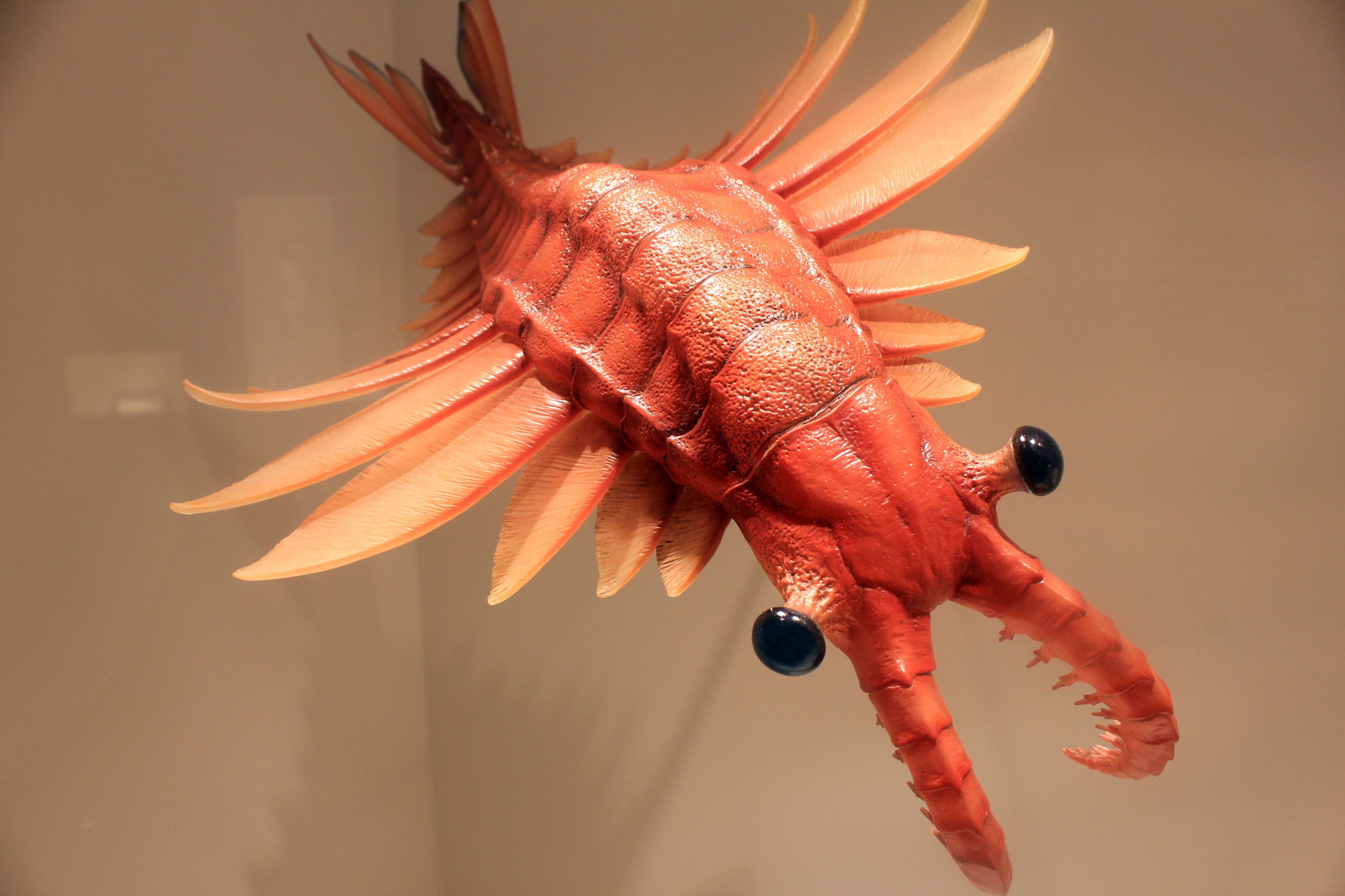 Fossili di radiodonti svelano che il superpredatore del Cambriano aveva tre occhi