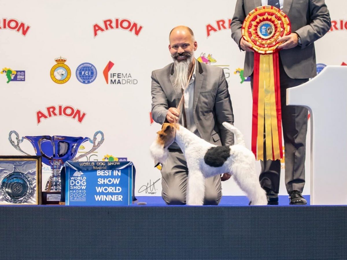 World Dog Show: un altro evento in cui premiamo la bellezza dei cani ...