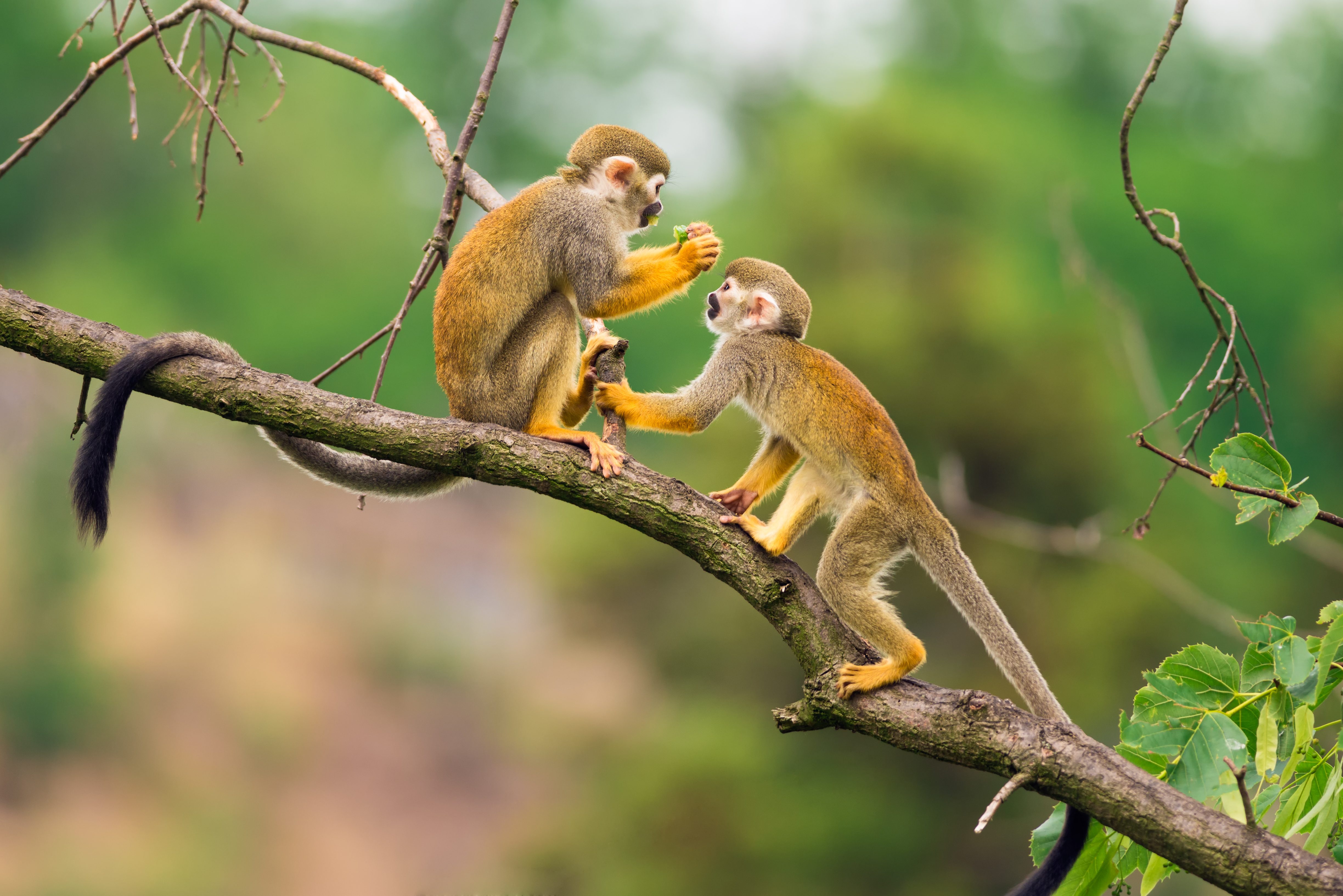 Il traffico di specie selvatiche vale 199 miliardi di dollari l'anno