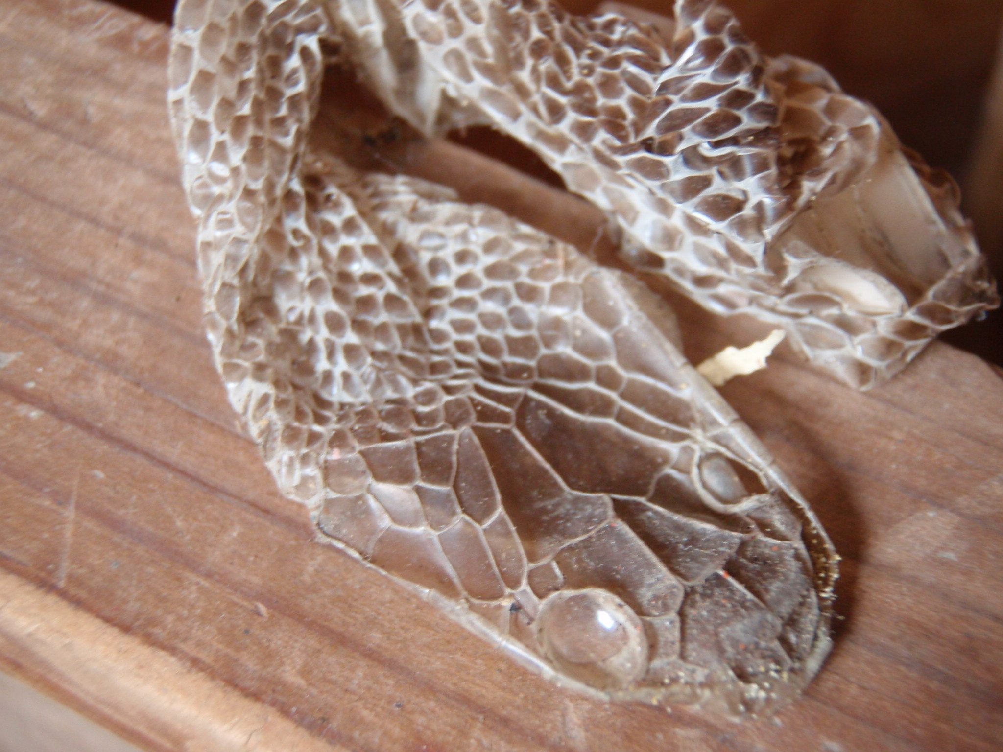 Perché i serpenti cambiano la pelle?