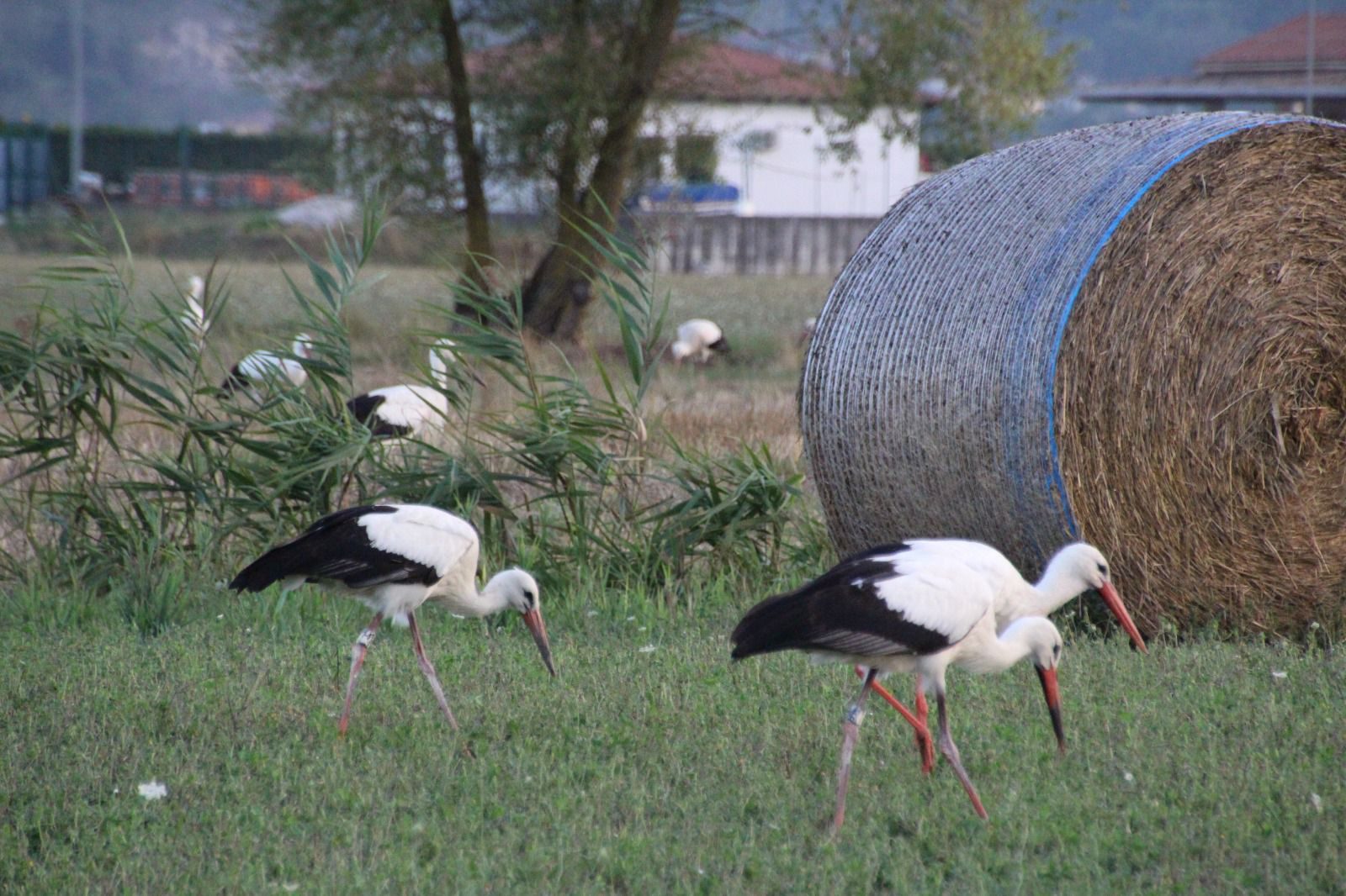 Le cicogne danno spettacolo in Campania: ben 150 esemplari in sosta nel ...