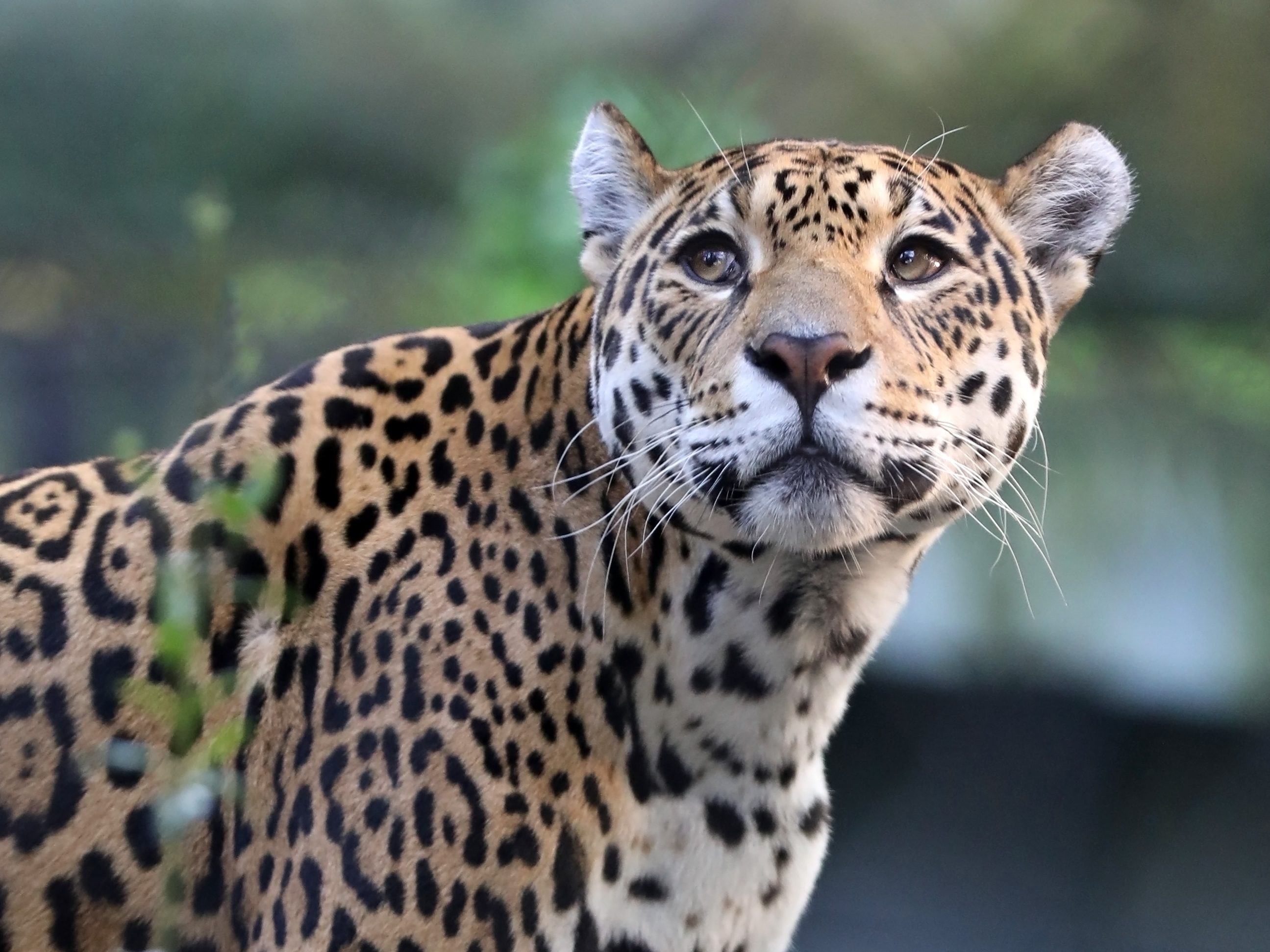 La Zecca dello Stato dedica una Moneta da 5 euro al giaguaro, una specie in via d'estinzione