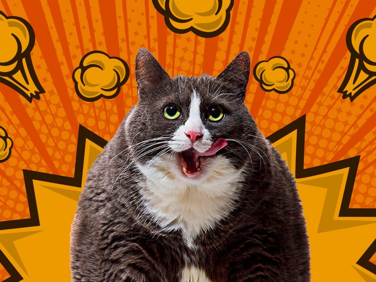 Sovrappeso e obesità nel gatto