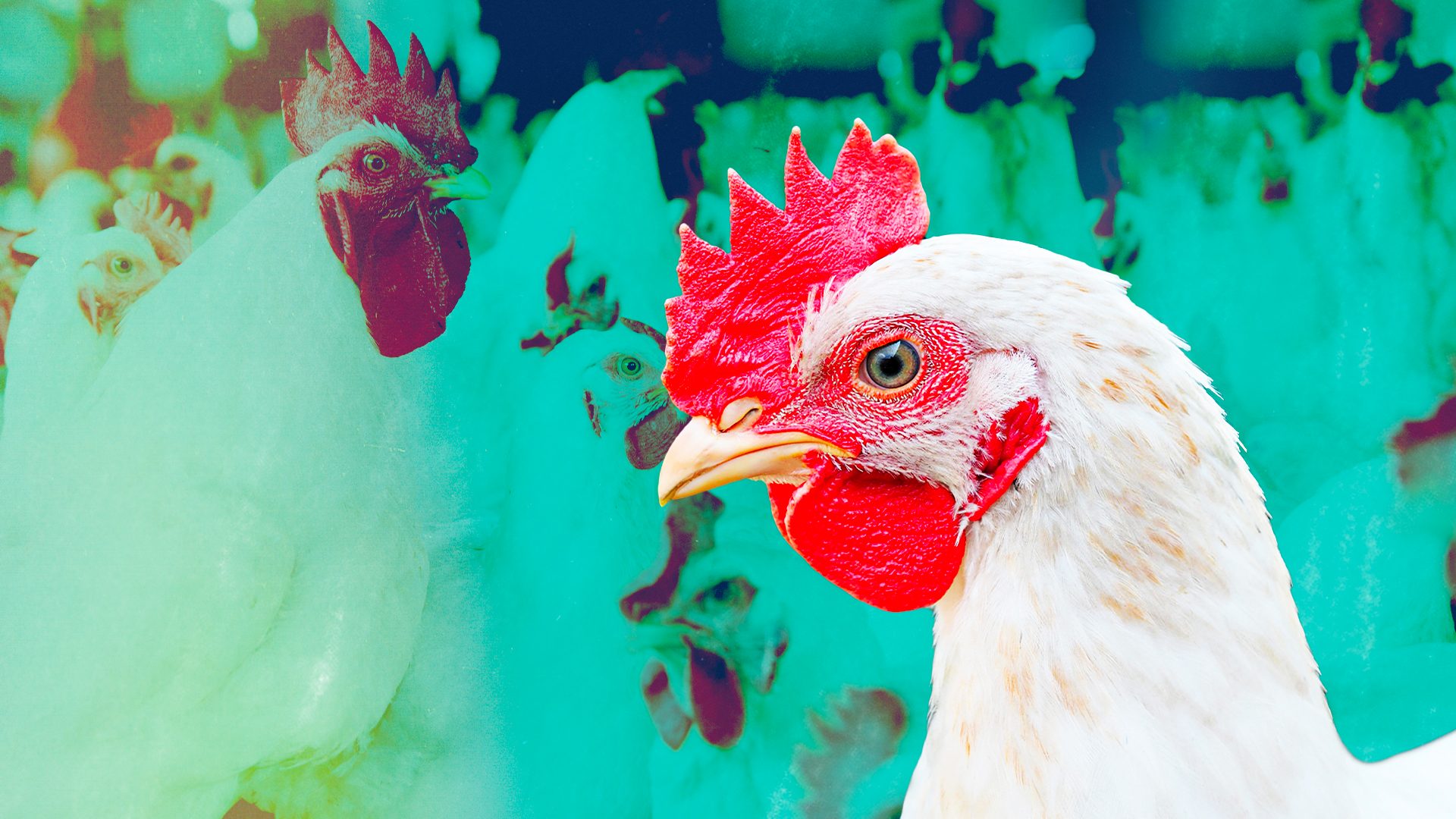 Pollo broiler, lo sconosciuto che (quasi) tutti mangiano