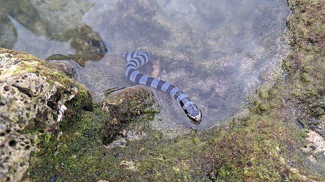 I serpenti di mare esistono e gli attacchi da parte loro sono molto rari
