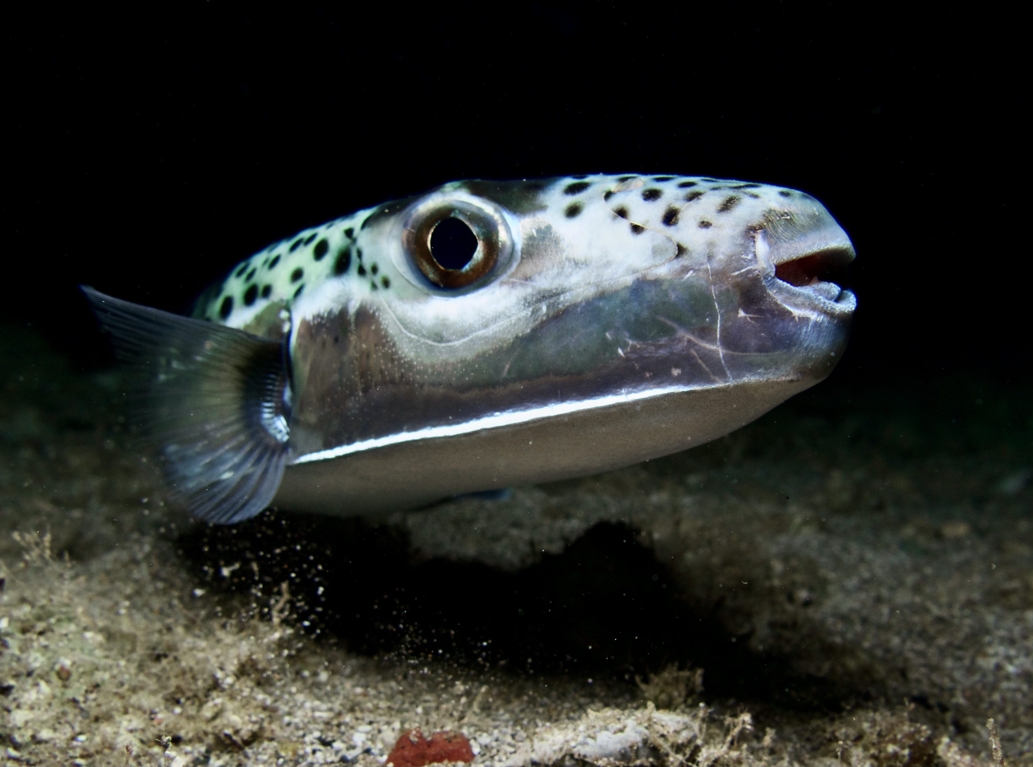 Attenti a quei 4!, la campagna di sensibilizzazione su alcuni pesci ...