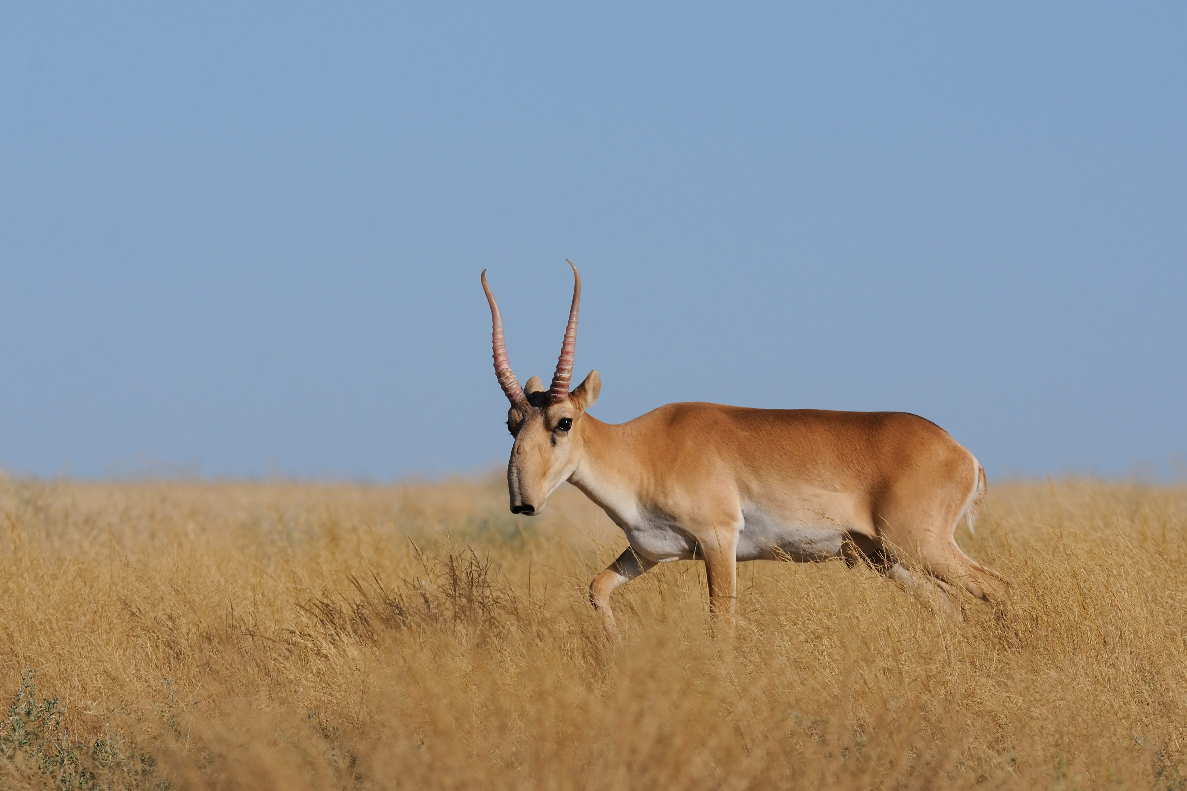 La grande ripresa dell'antilope saiga: dalla quasi estinzione a oltre 1 ...