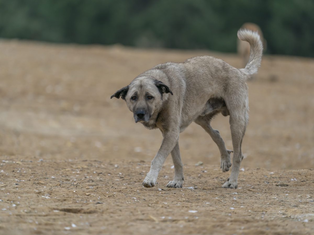 Cani randagi: gli obblighi dei Comuni