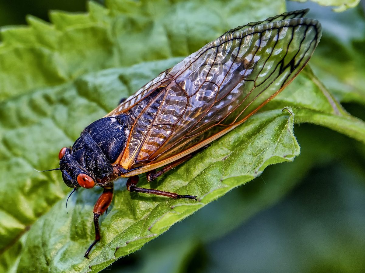 Le cicadidi (Cicadidae)