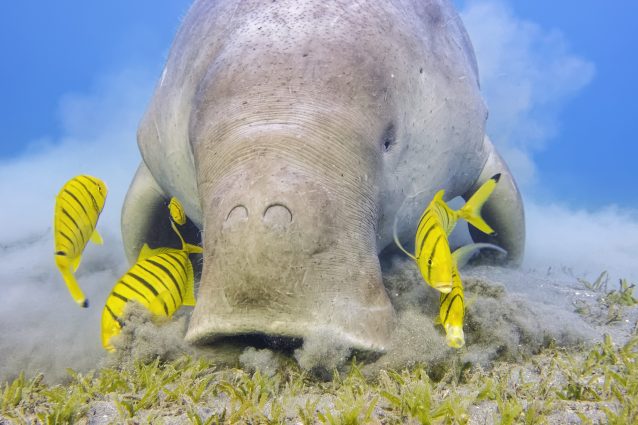 Cosa vuol dire che il dugongo è stato dichiarato funzionalmente estinto ...