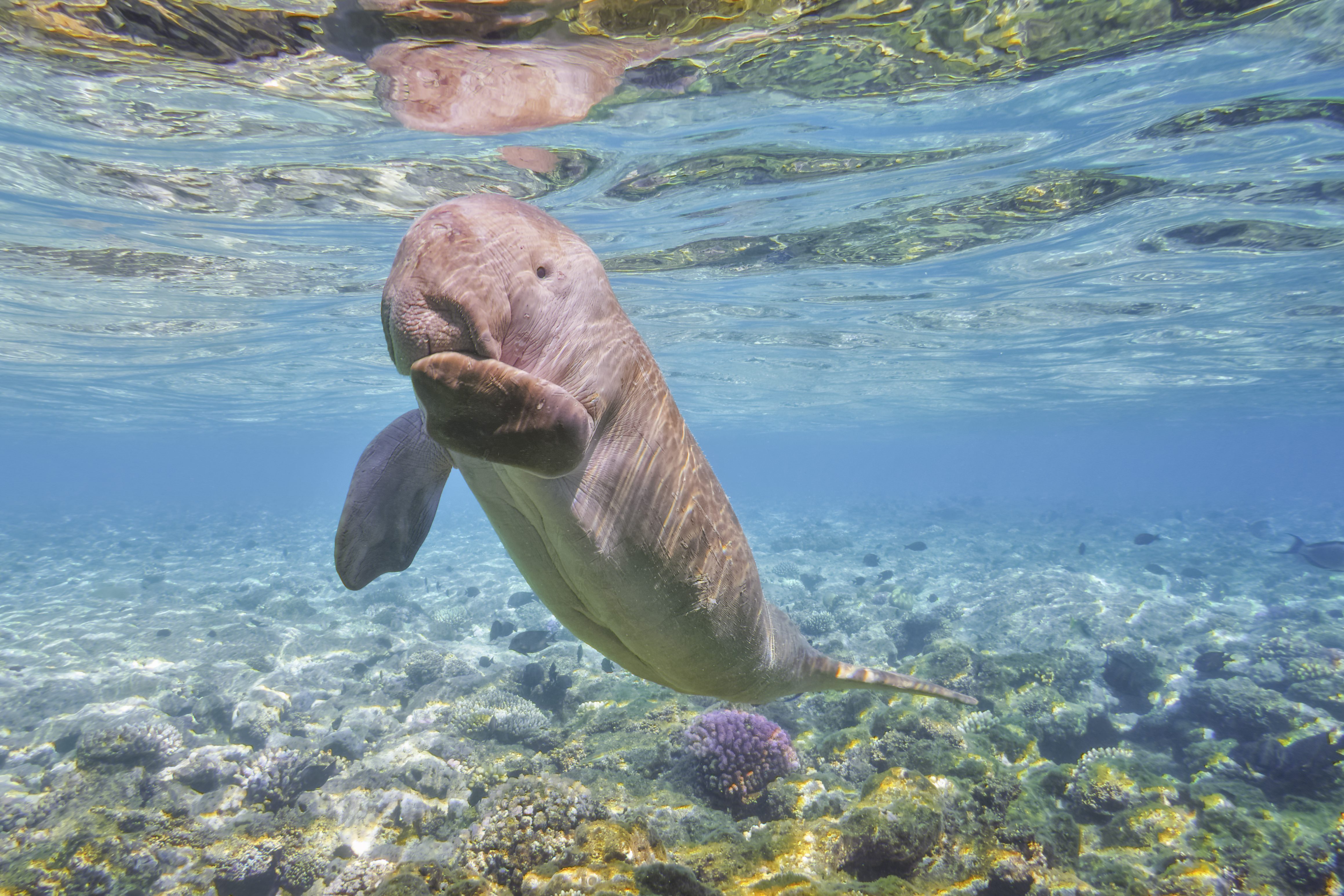 Cosa vuol dire che il dugongo è stato dichiarato funzionalmente estinto ...