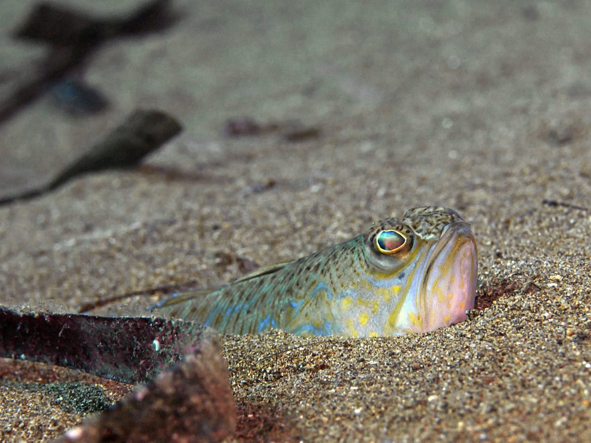 La tracina drago (Trachinus draco)