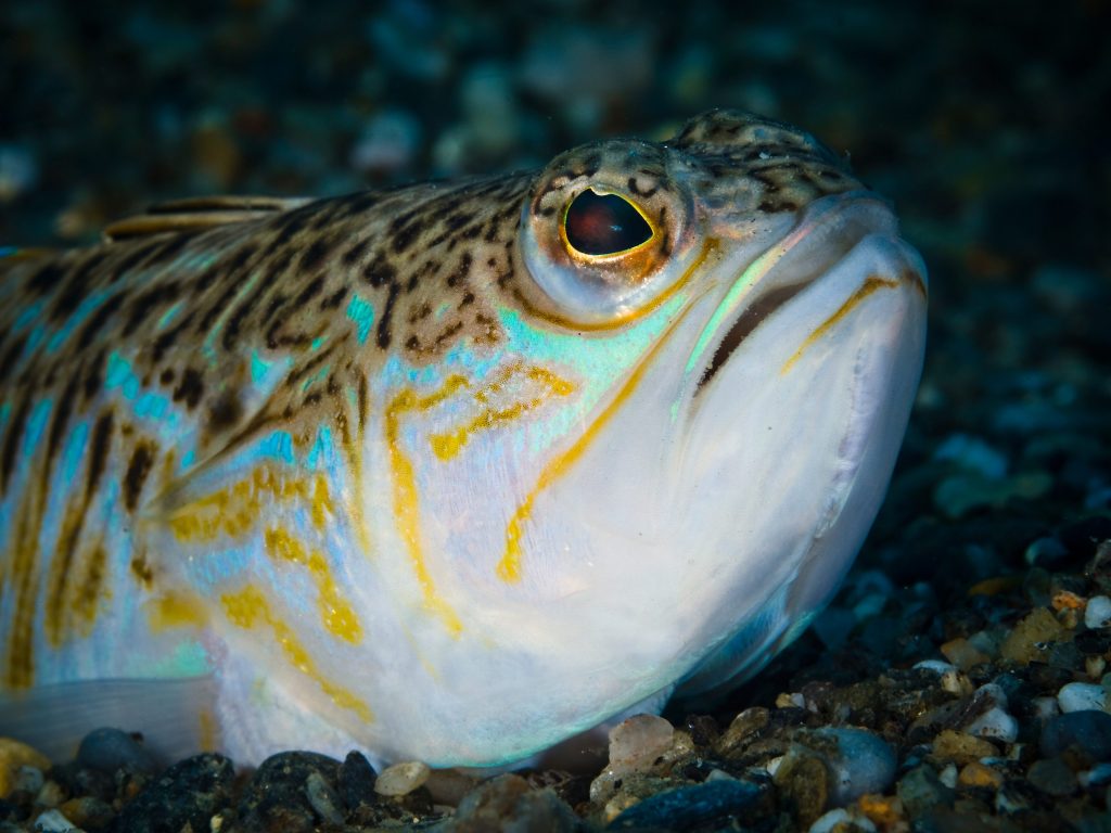 La tracina drago (Trachinus draco)