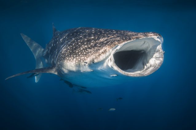 Lo squalo balena (Rhincodon typus)