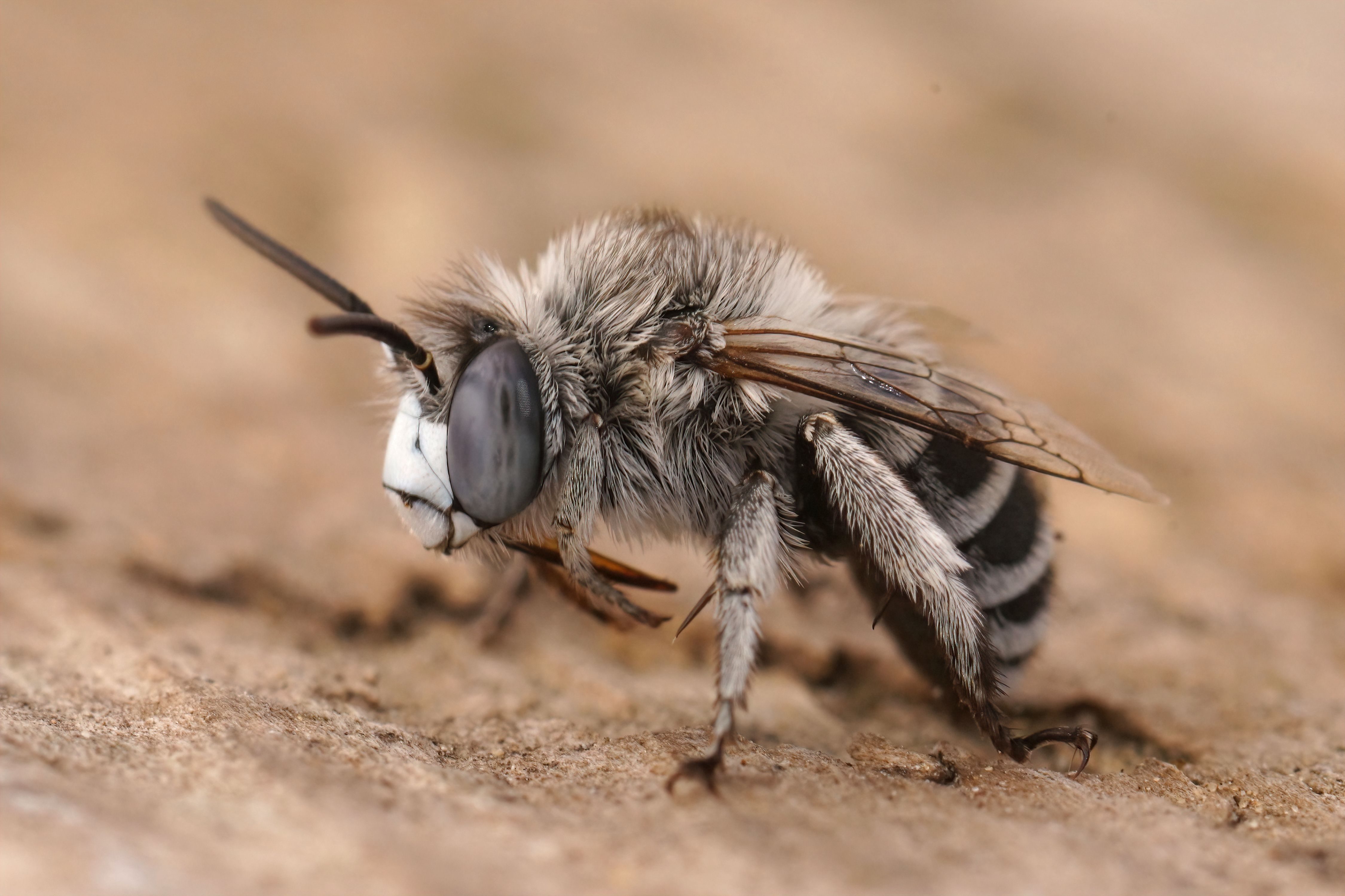 Siepi e fiori perenni aiutano la biodiversità delle api selvatiche
