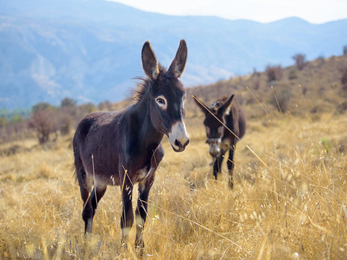 La storia e la domesticazione dell'asino finalmente svelate dal DNA