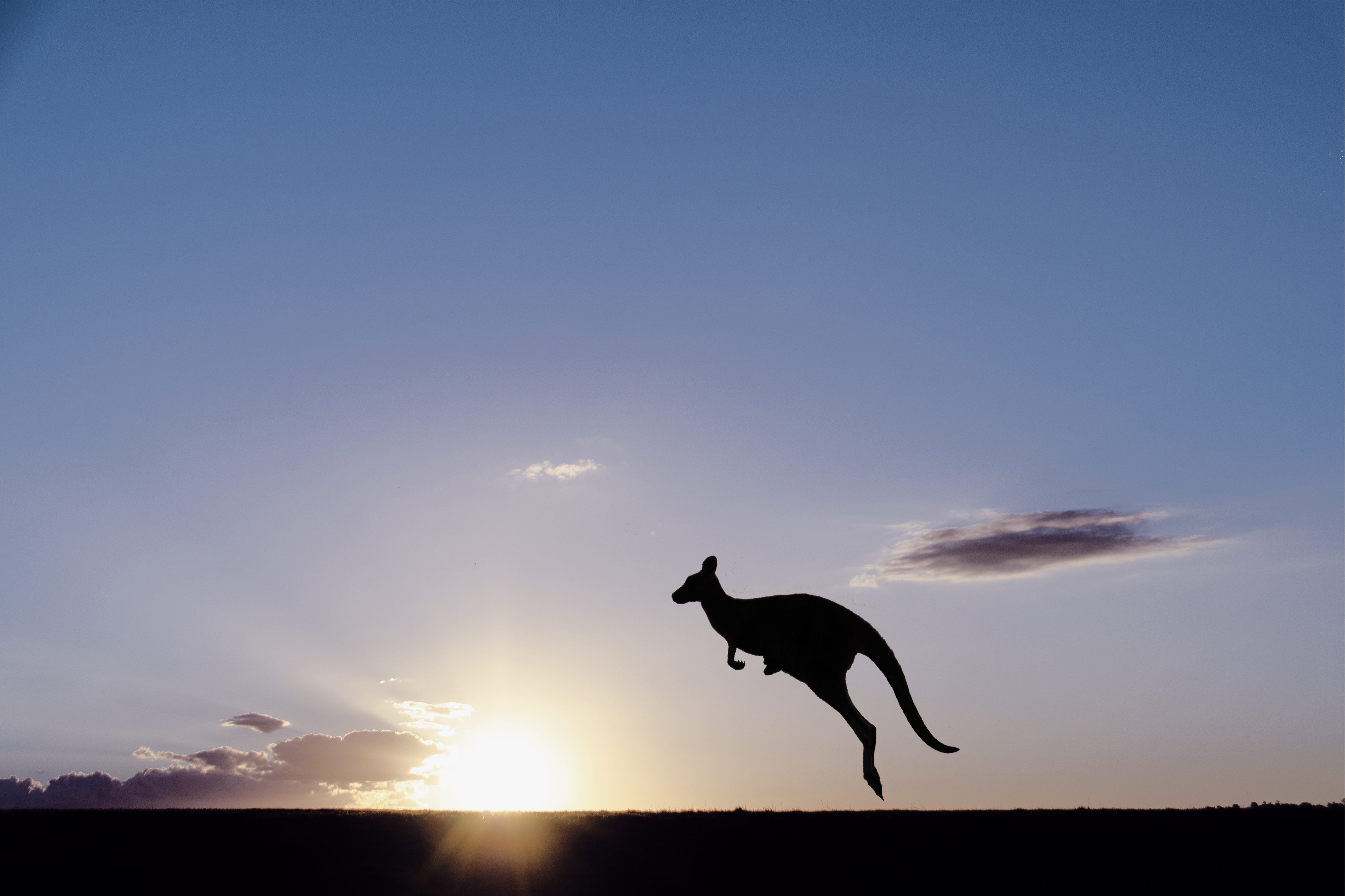 Gli animali che saltano più in alto