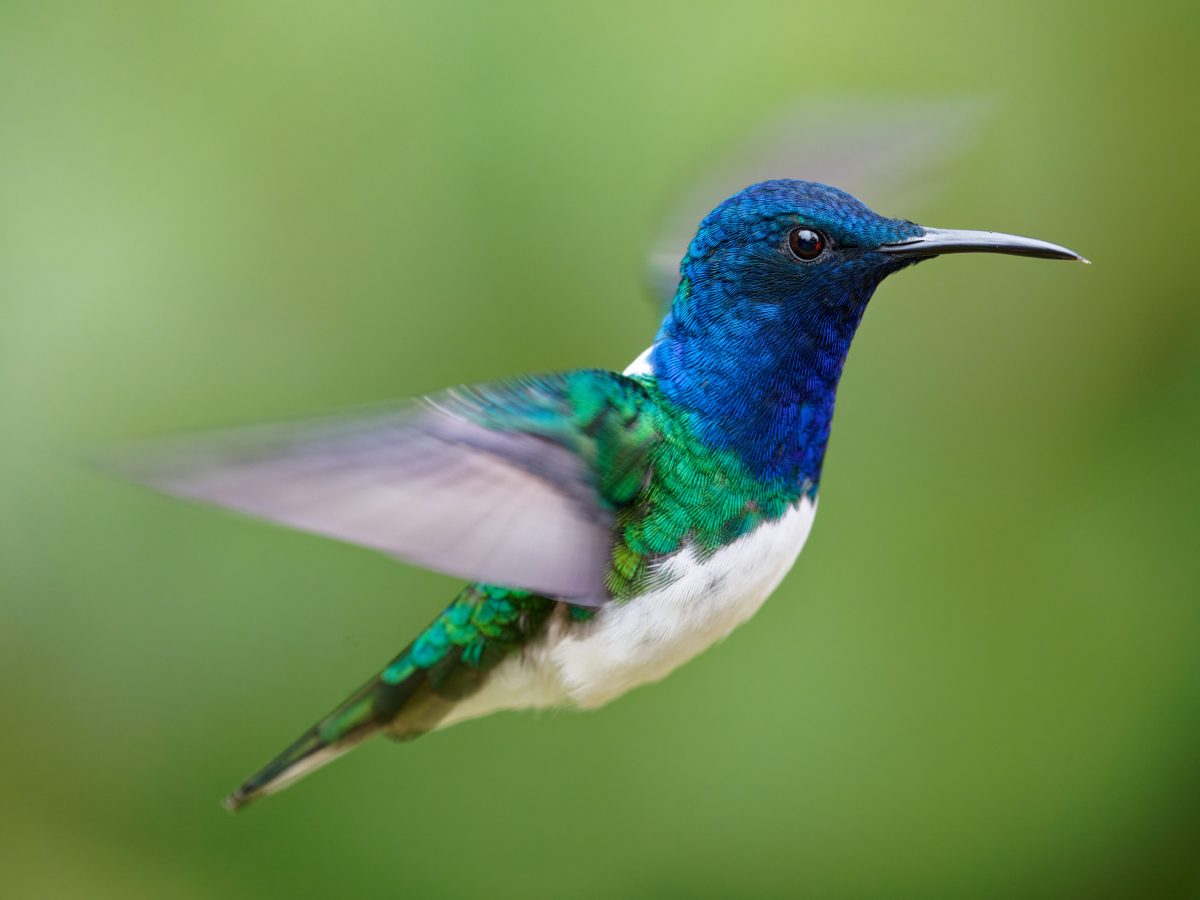 Le femmine di colibrì imitano i maschi per evitare le molestie e ...
