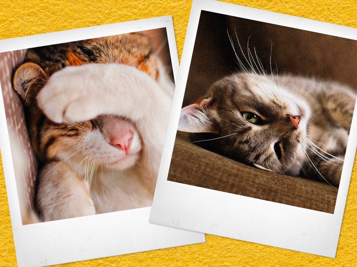 Il gatto è davvero pigro?