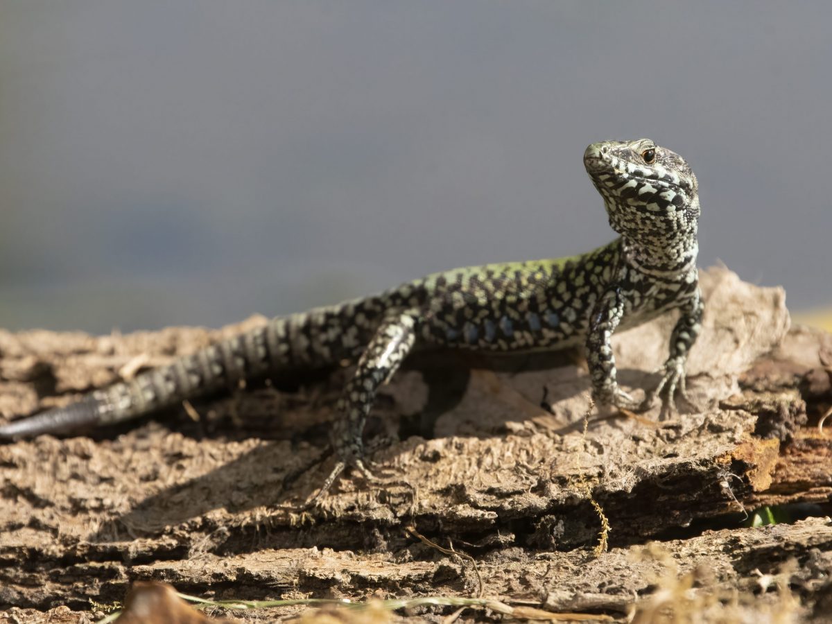 La lucertola muraiola (Podarcis muralis)
