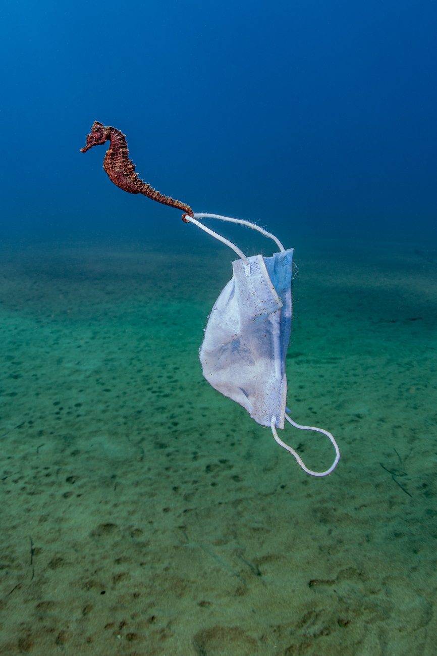 La risposta degli animali marini all'inquinamento nella mostra ...