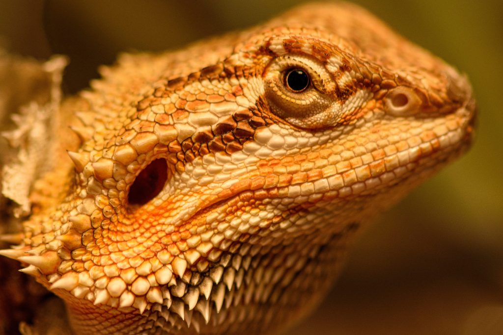 Il drago barbuto (Pogona vitticeps)