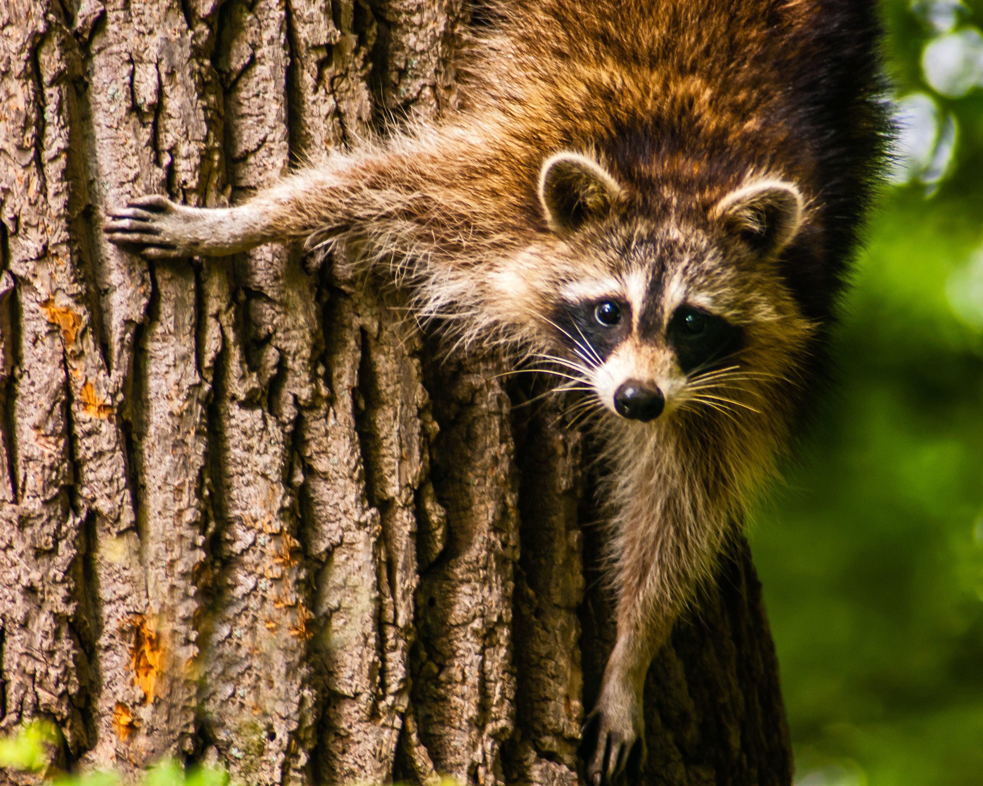 I procioni più docili sono anche i più scaltri