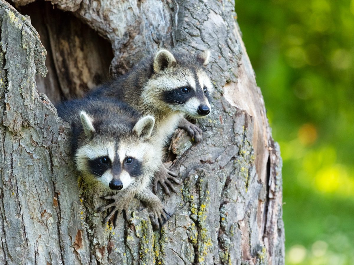 I procioni più docili sono anche i più scaltri