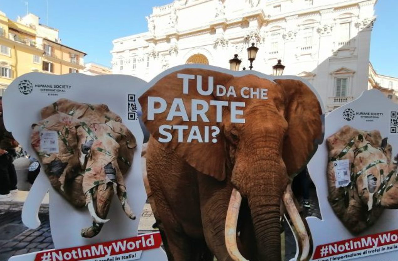 La caccia al trofeo e quella al leone in scatola non piacciono più ai ...