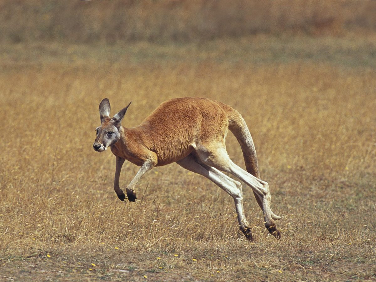 Aggredito e ucciso dal suo canguro domestico: raro attacco mortale in ...
