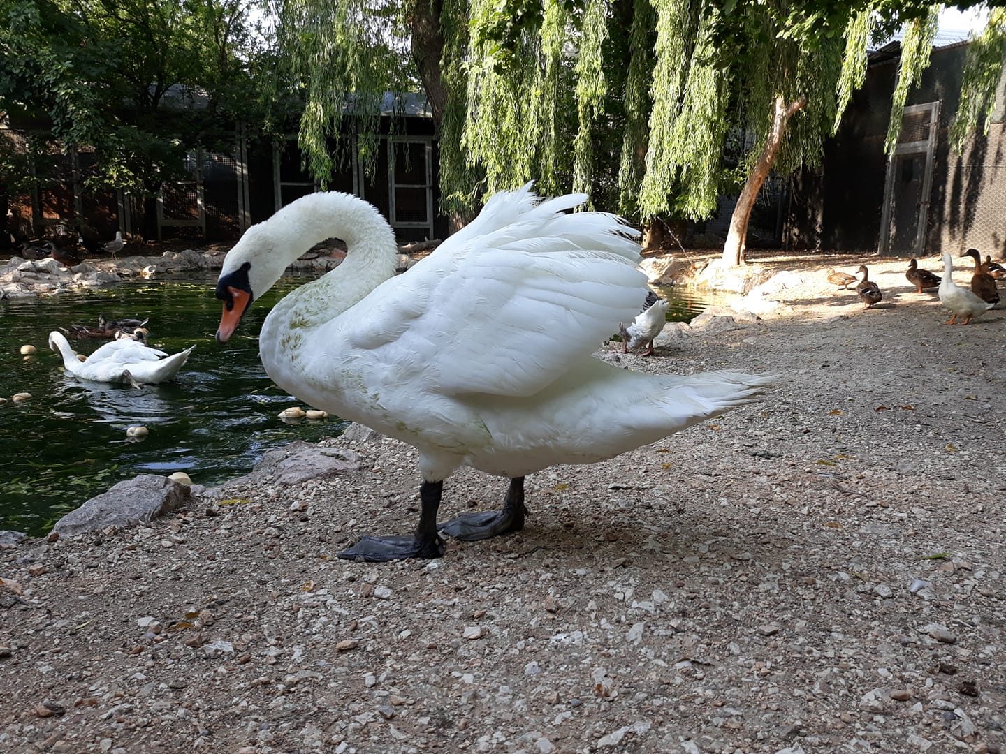 Il cigno Pippo, mascotte di Salsomaggiore, è a rischio: «Anziano e ...