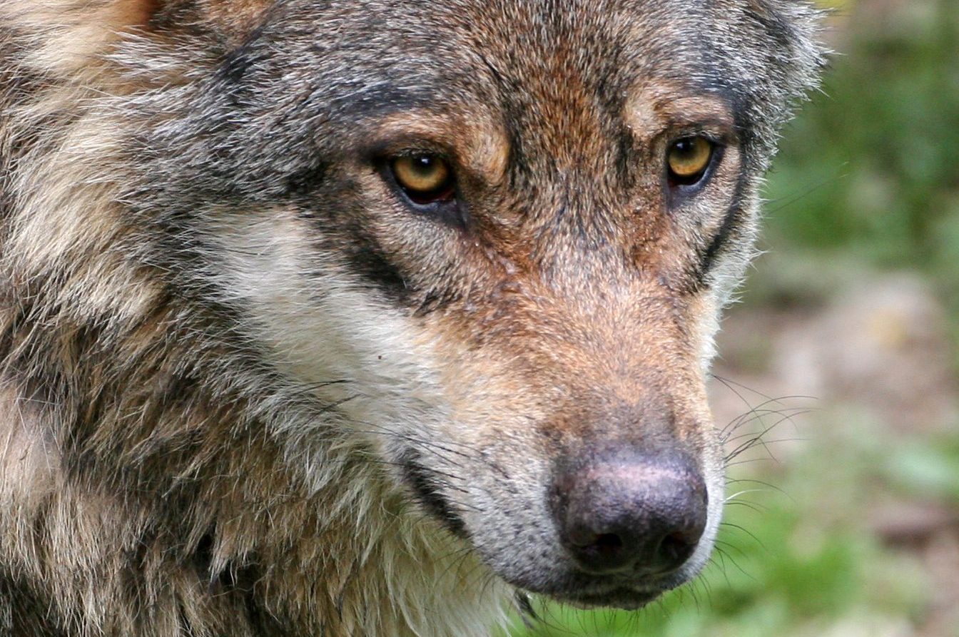 Nella mente del lupo: al Muse di Trento una mostra per calarsi nei ...