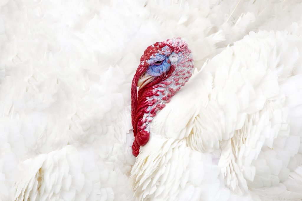 10 uccelli che non volano