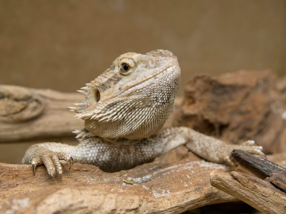 Legge sugli animali esotici in Italia: pubblicati i decreti in Gazzetta ...