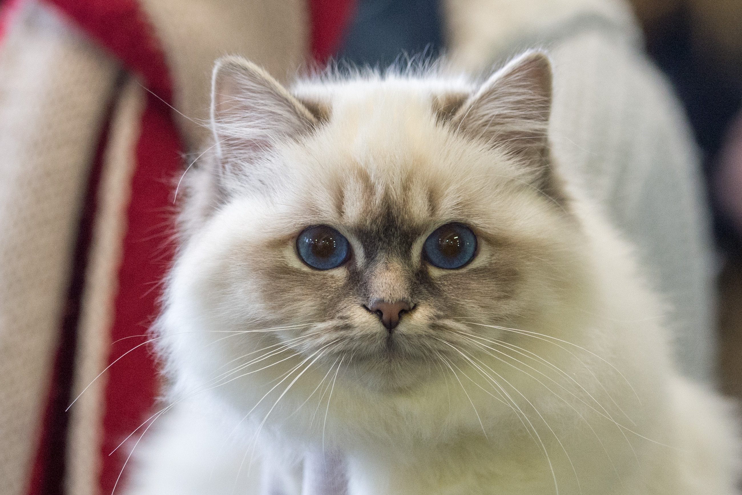 Gatti a pelo lungo: le 12 razze più famose e le loro caratteristiche