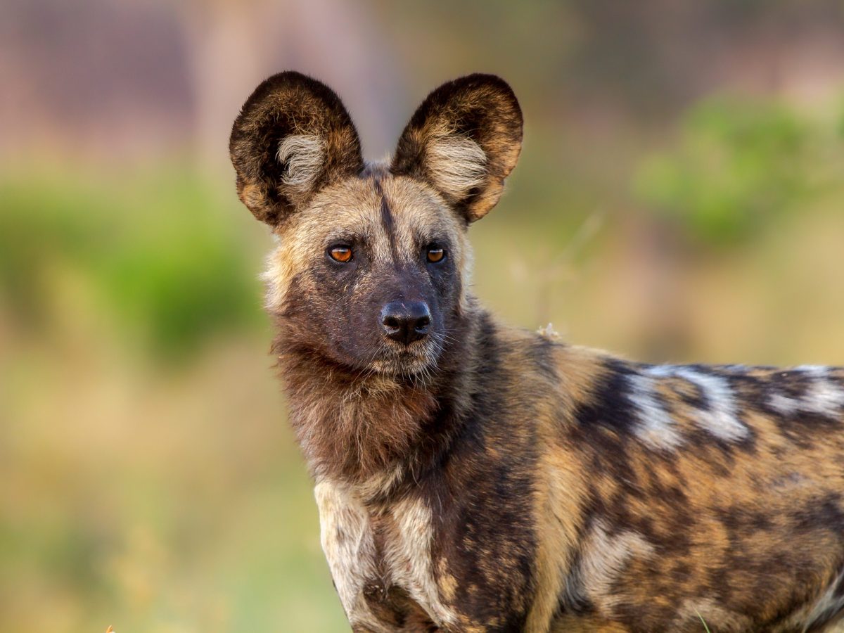 Il licaone (Lycaon pictus)