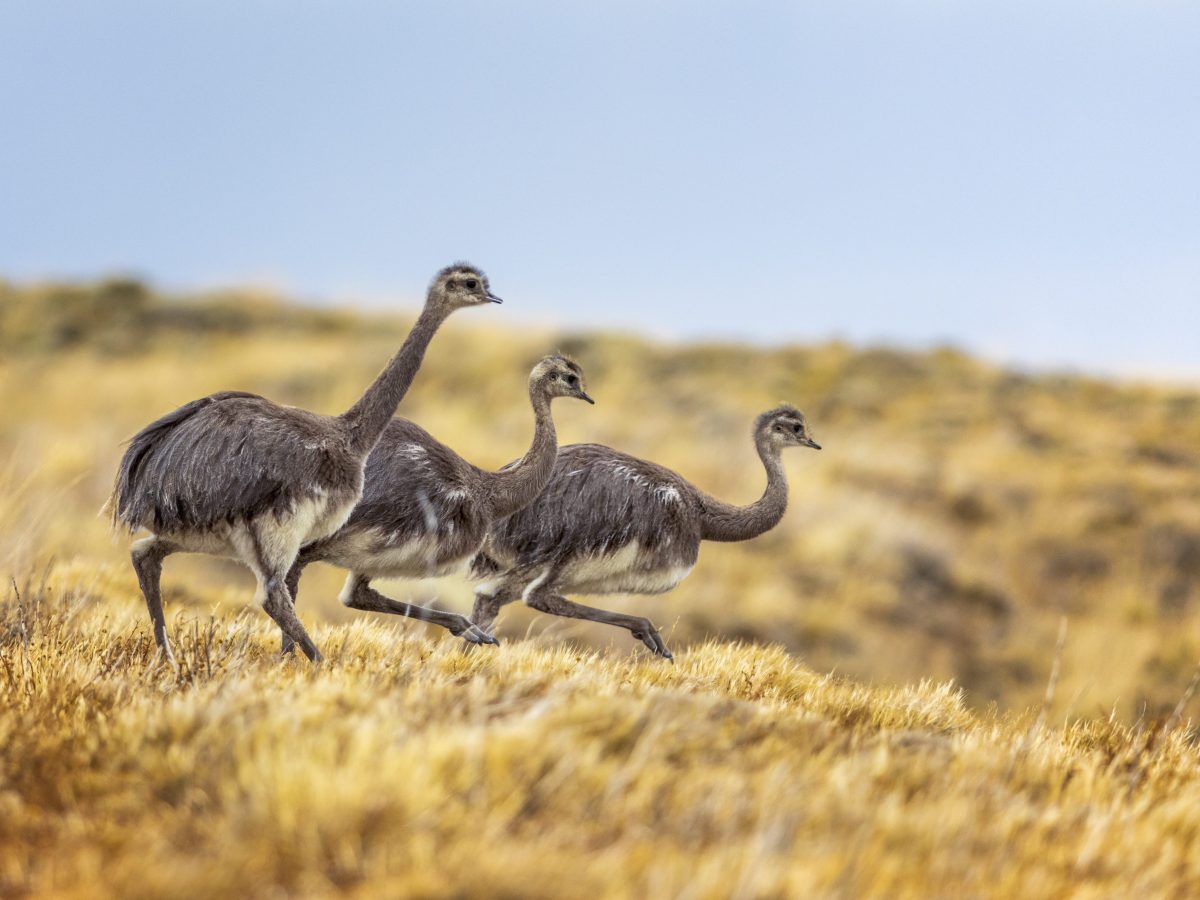 10 uccelli che non volano